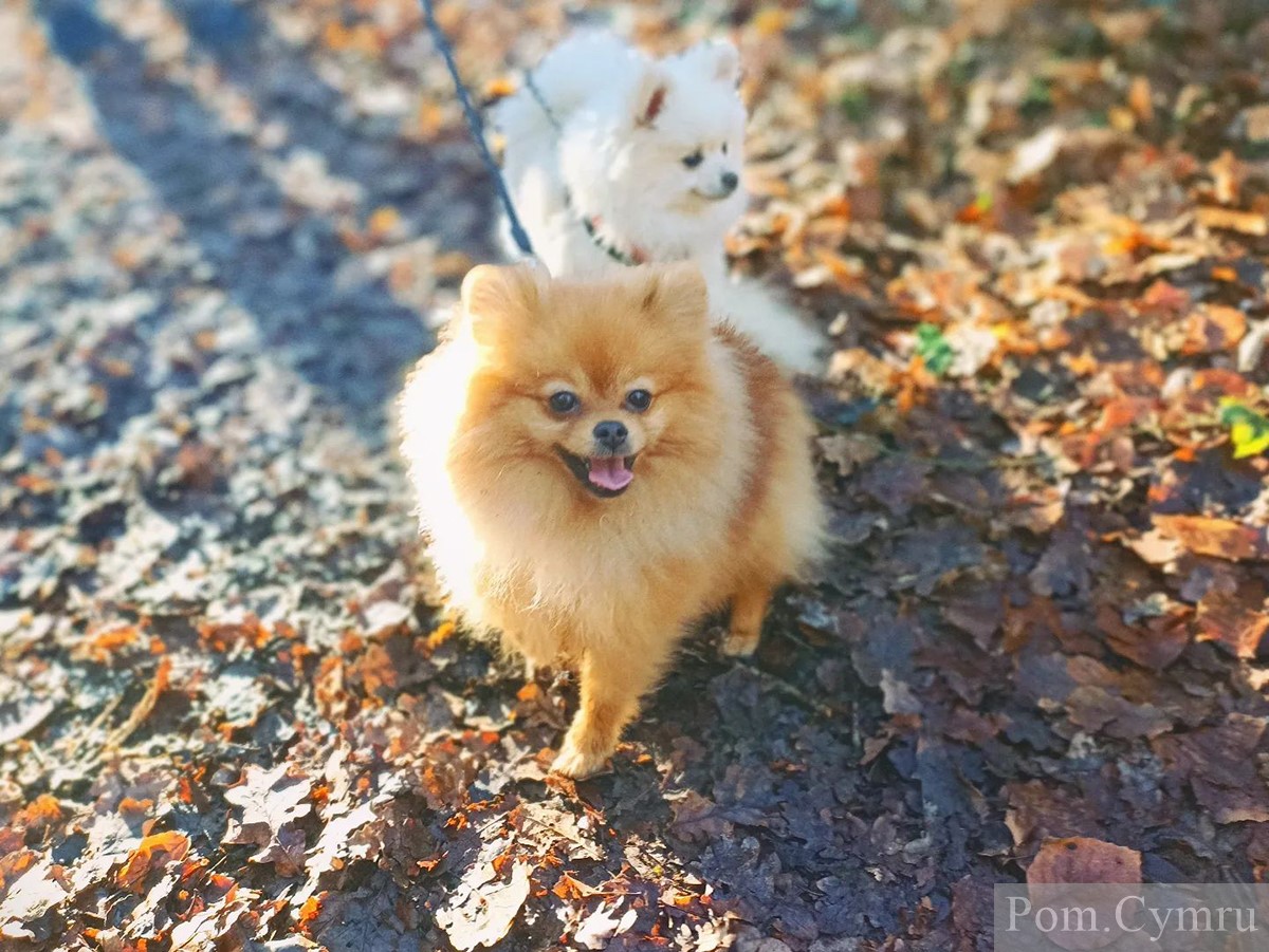 PomCymru – pomeranian puppies in the UK – Pomeranian puppies in the UK ...