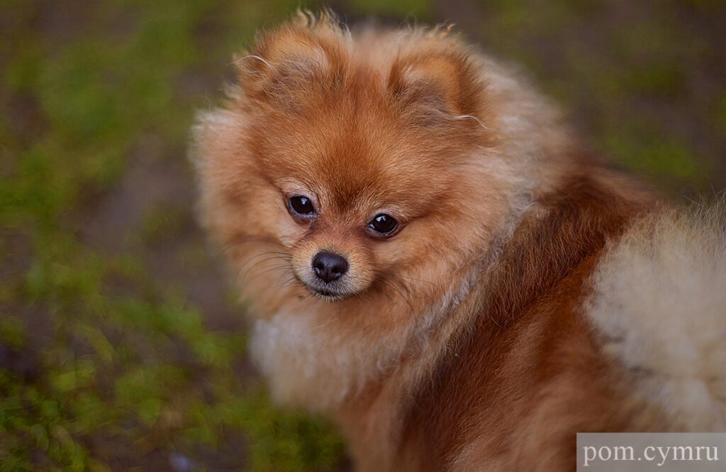PomCymru – pomeranian puppies for sale – Show quality pomeranian ...